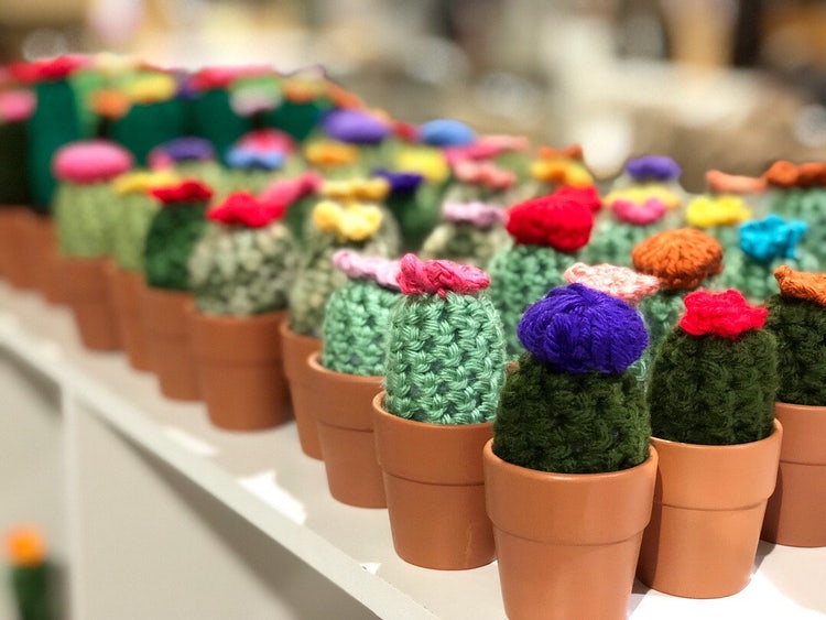 Mini Cactus – CURIO